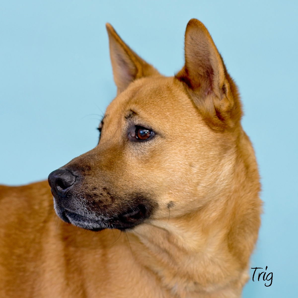 Trig face – Northern Chautauqua Canine Rescue