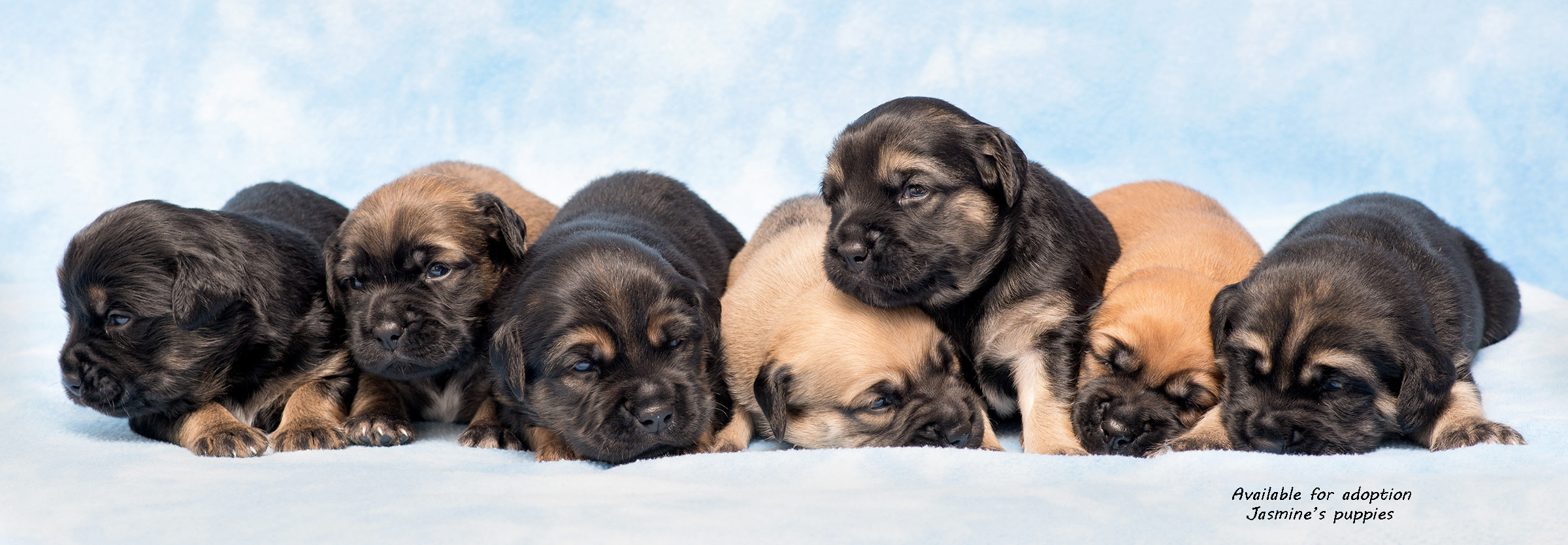 7 pup banner – Northern Chautauqua Canine Rescue
