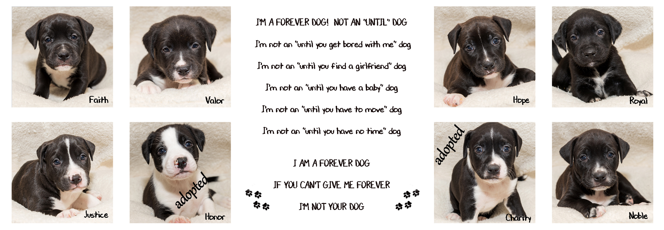 Puppy Banner update – Northern Chautauqua Canine Rescue