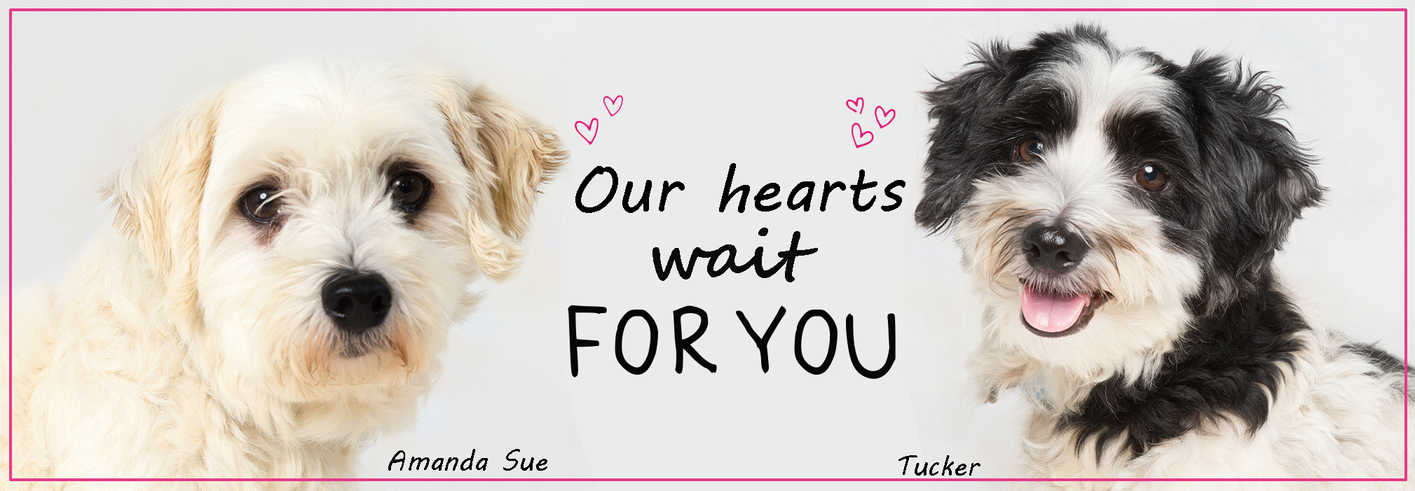 duo banner – Northern Chautauqua Canine Rescue