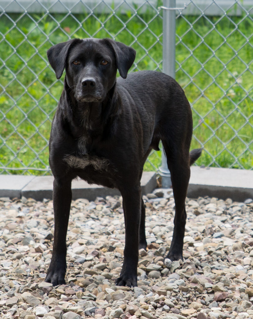 Northern Chautauqua Canine Rescue