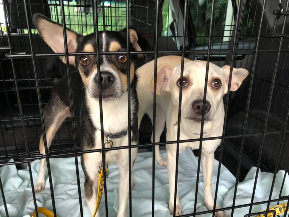 Russ-Adopted! – Northern Chautauqua Canine Rescue