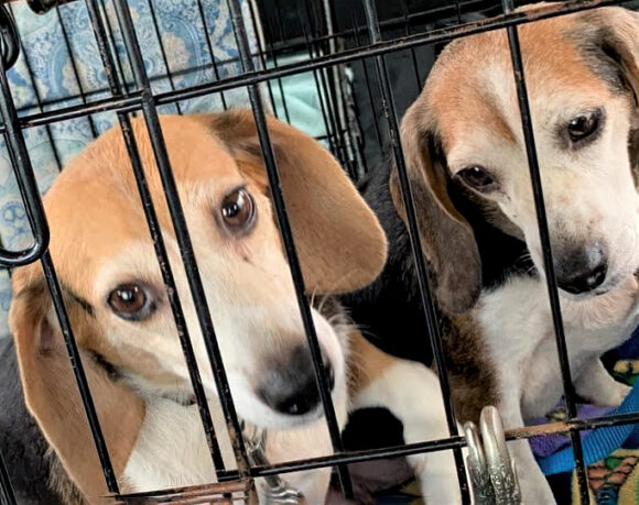 Available Dogs – Northern Chautauqua Canine Rescue