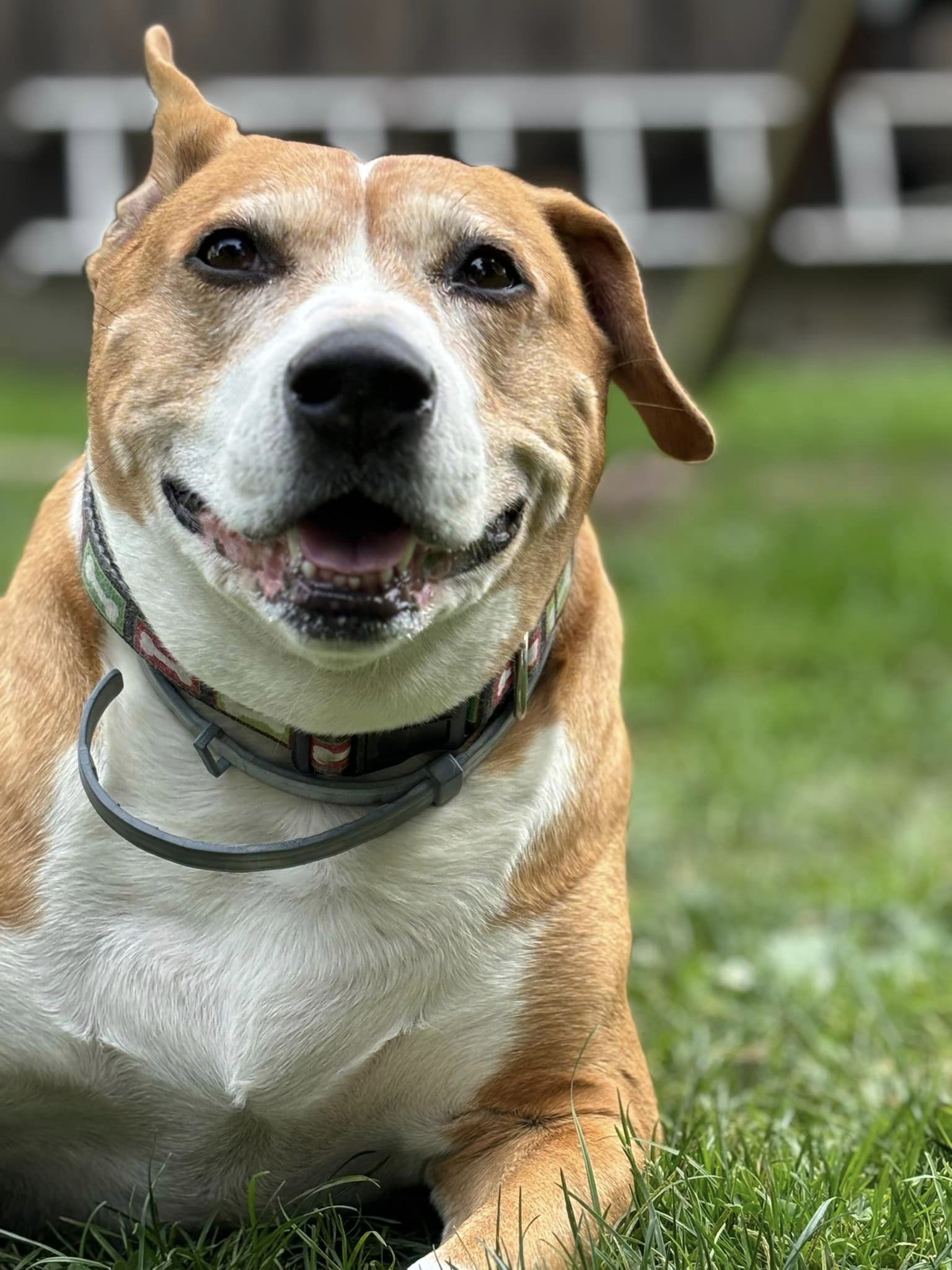 Ruby – Northern Chautauqua Canine Rescue